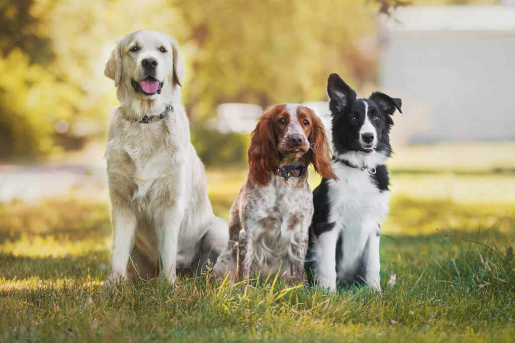 2025 Pet Ownership Statistics and Trends